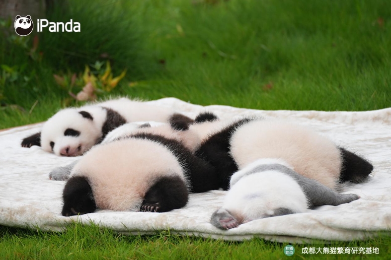 Unveiling The Secret of the Gray Giant Panda