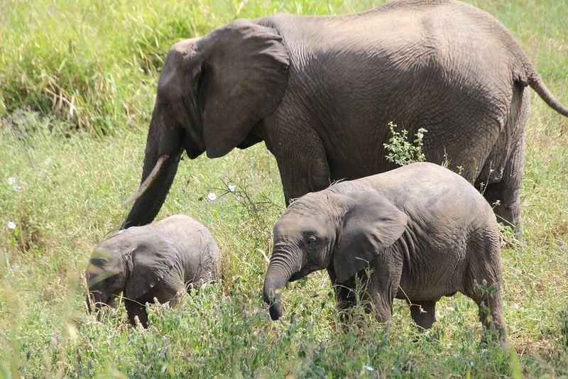 Bestday Safaris Announces Expanded Tanzania Safari Tours