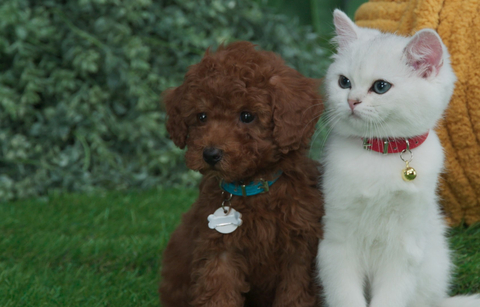 Adorable live-action preschool series Mittens & Pants gets a Season 3 ...
