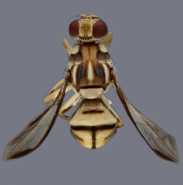 Invasive fruit flies have been found near Los Angeles, prompting a ...