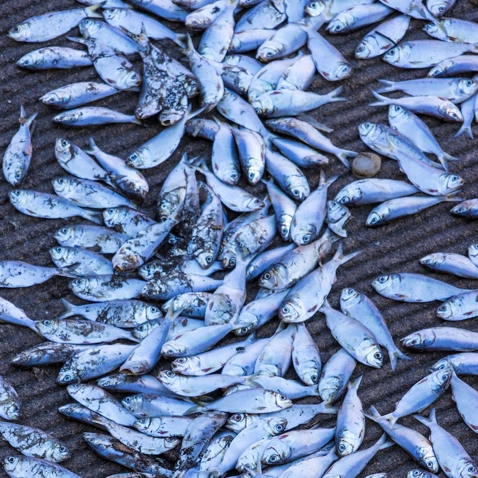 Maryland ASMFC Delegates Once Again Claim "No Menhaden" - But Baltimore ...