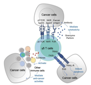 CytoMed (NASDAQ: GDTC): Revolutionizing Cancer Treatment with Unique ...