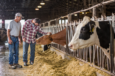 Elanco and Royal DSM Announce Strategic Alliance in U.S. for Bovaer ...