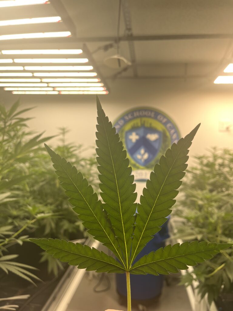 Ohio Cannabis School Makes History As The First of it's kind to be ...