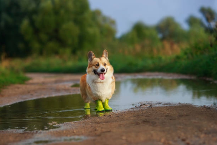Waterproof Dog Boots and Dog Paw Protectors: A Real-World Guide for ...