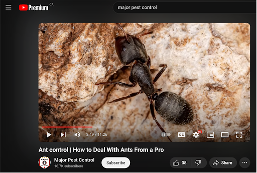 Major Pest Control in Edmonton Releases Comprehensive Ant Control ...