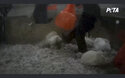 11 turkey farm workers charged with cruelty caught on video - The Globe ...
