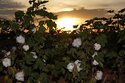 Drought takes toll on country’s largest cotton producer - The Globe and ...