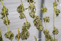 State: New York's first pot crop jeopardized by court fight - The Globe ...