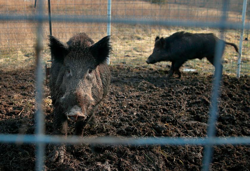 A population of hard-to-eradicate ‘super pigs’ in Canada is threatening ...