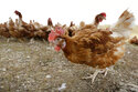 Bird flu prompts slaughter of 1.8M chickens in Nebraska - The Globe and ...