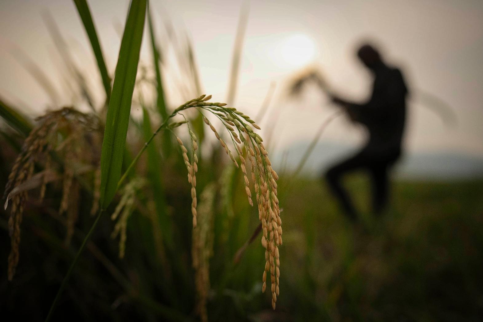 Rice crops are being threatened by El Nino after grain supplies were ...